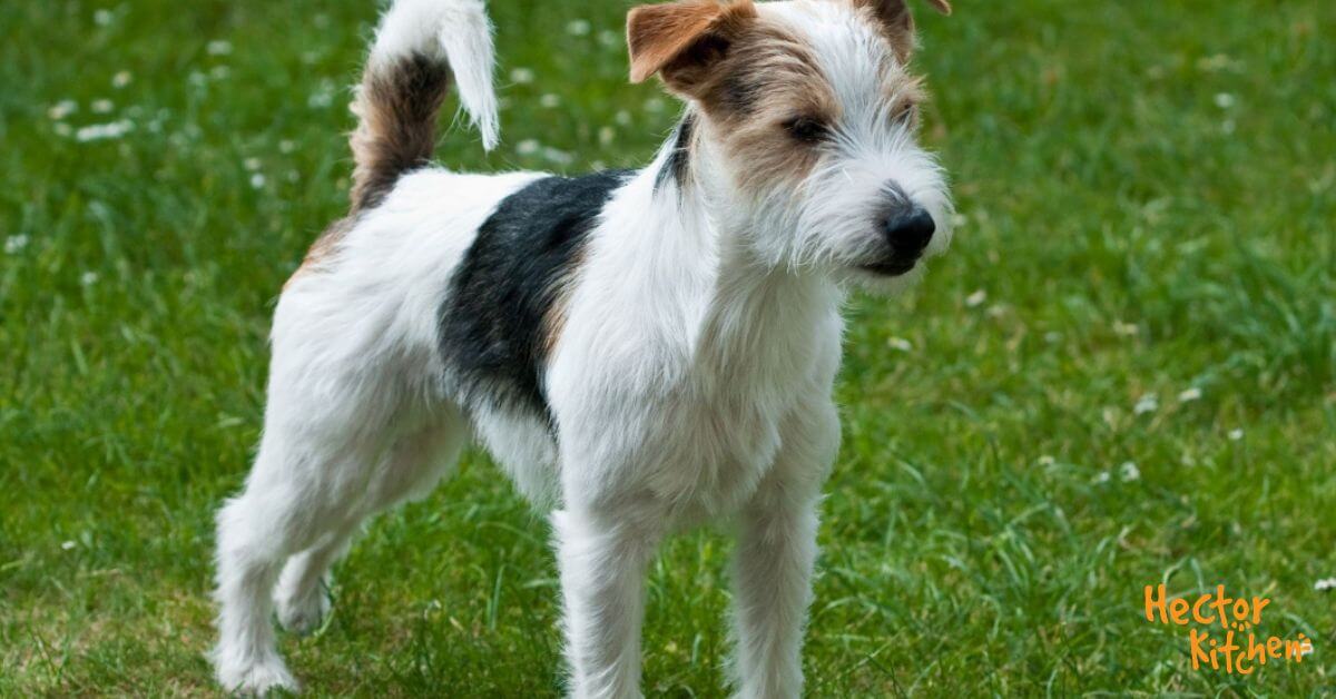 Parson Russell Terrier | Chien dynamique, loyal